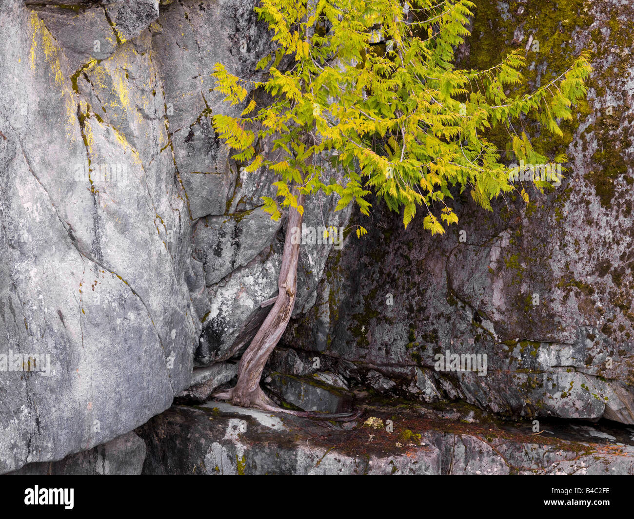 Tree, Whistler, British Columbia Stock Photo - Alamy