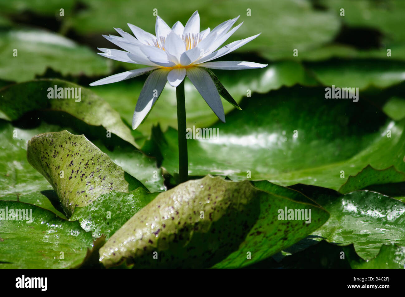 Single white flower on the water lily Victoria Amazonica Stock Photo ...