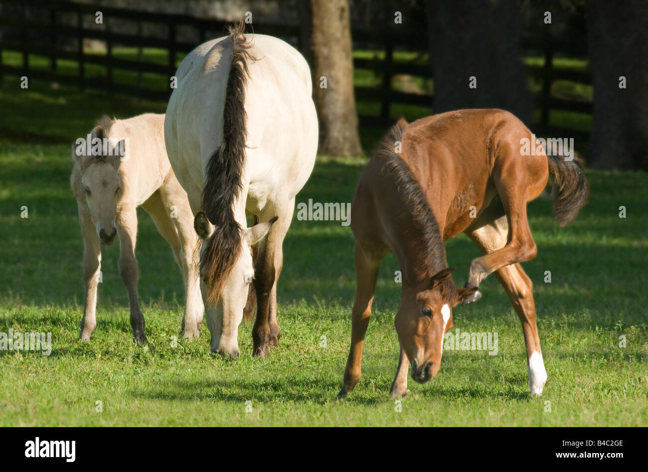 Warmblood mares and foals in pasture Stock Photo - Alamy
