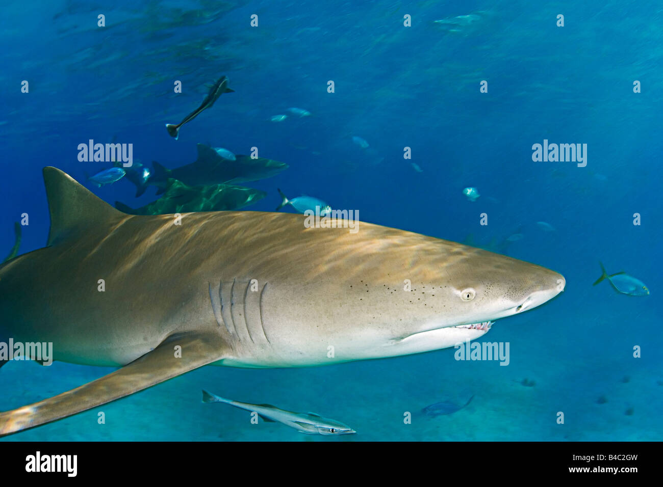 Lemon Shark Negaprion brevirostris West End Grand Bahama Atlantic Ocean ...