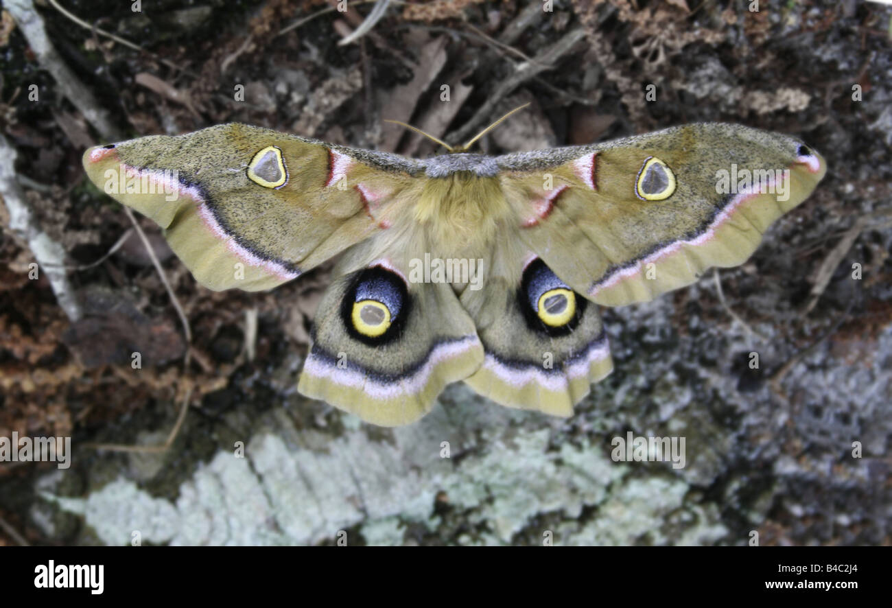Outside moth hi-res stock photography and images - Alamy