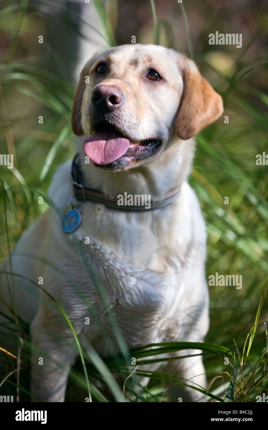 Labrador Stock Photos & Labrador Stock Images - Alamy