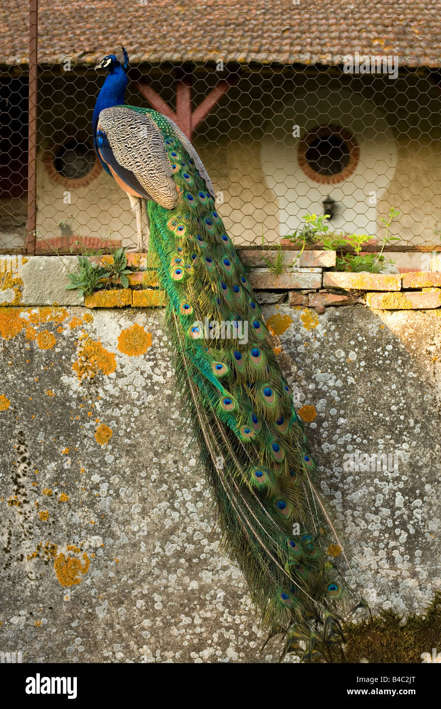 Peacock sitting hi-res stock photography and images - Alamy