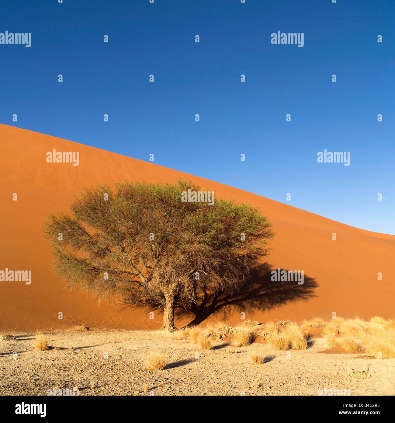 Tree in desert, Namibia, Africa Stock Photo - Alamy