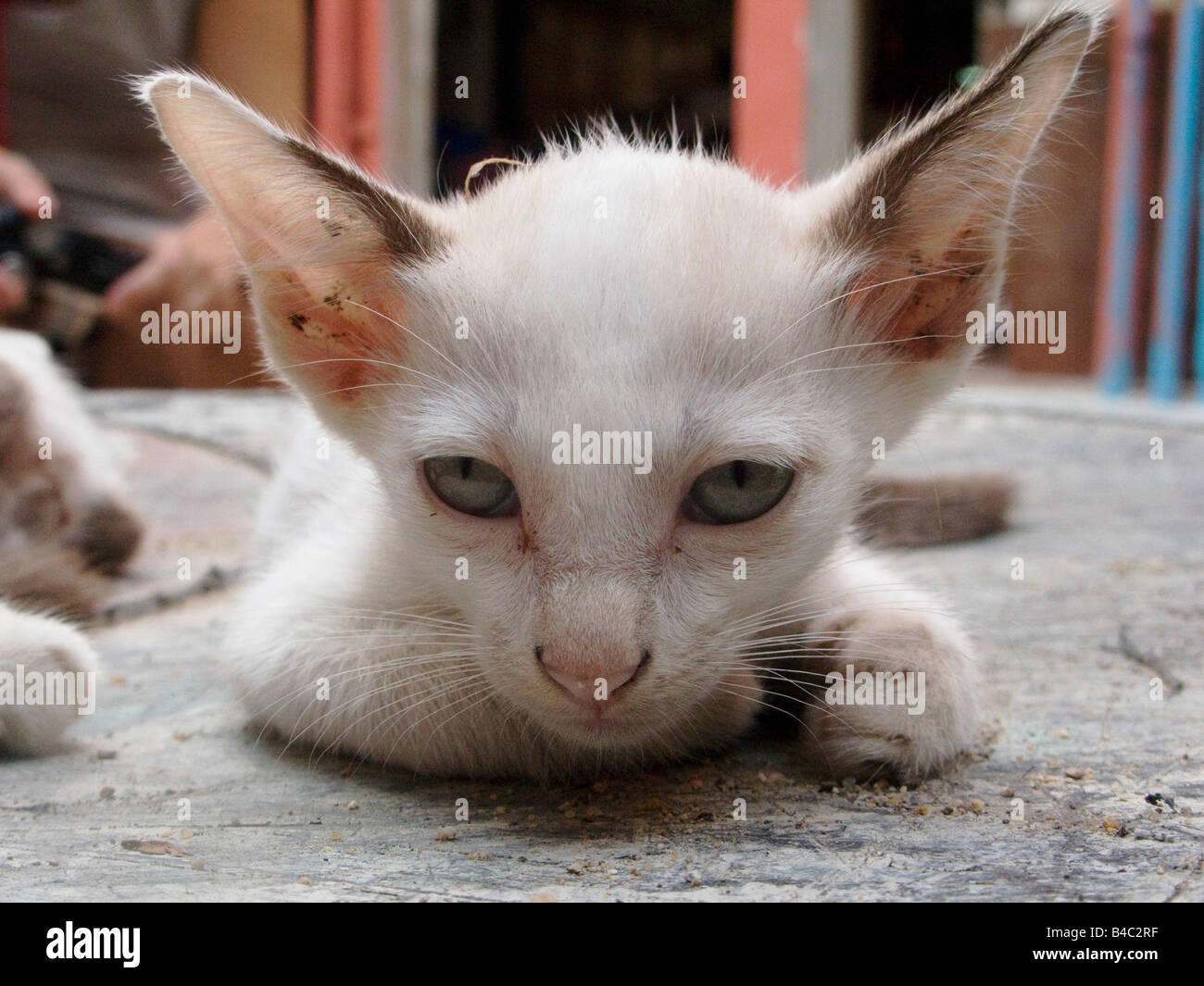 Scrawny hi-res stock photography and images - Alamy