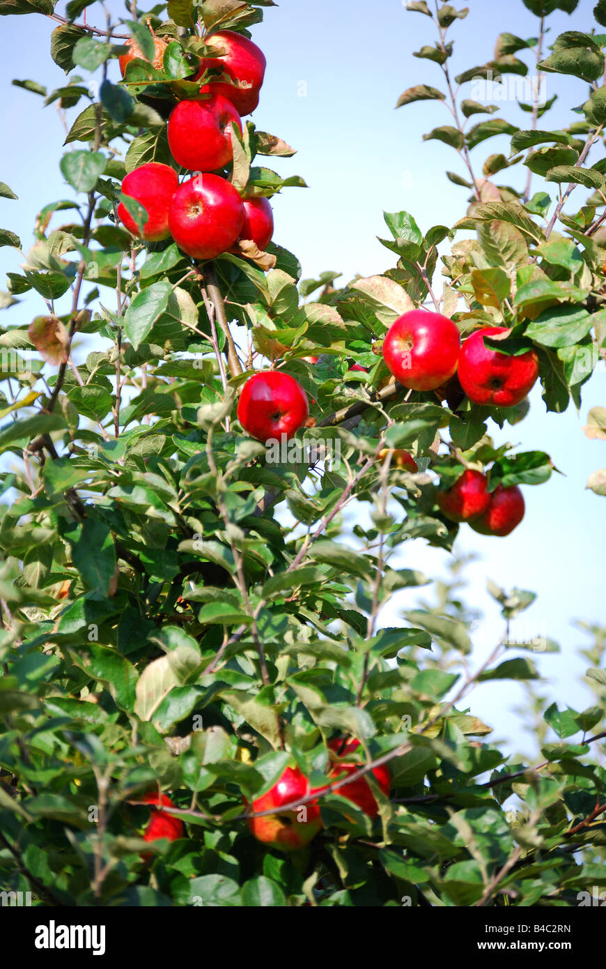 Apple trees in orchard, Penshurst, Kent, England, United Kingdom Stock ...