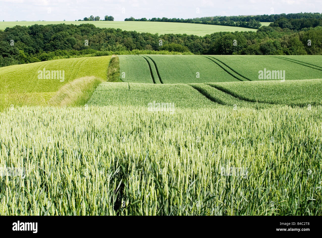 Cornfield in hilly landscape Stock Photo - Alamy