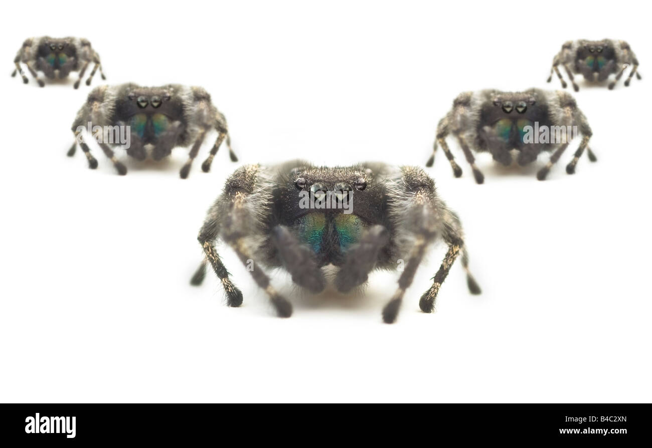 Deadly spiders hi-res stock photography and images - Alamy