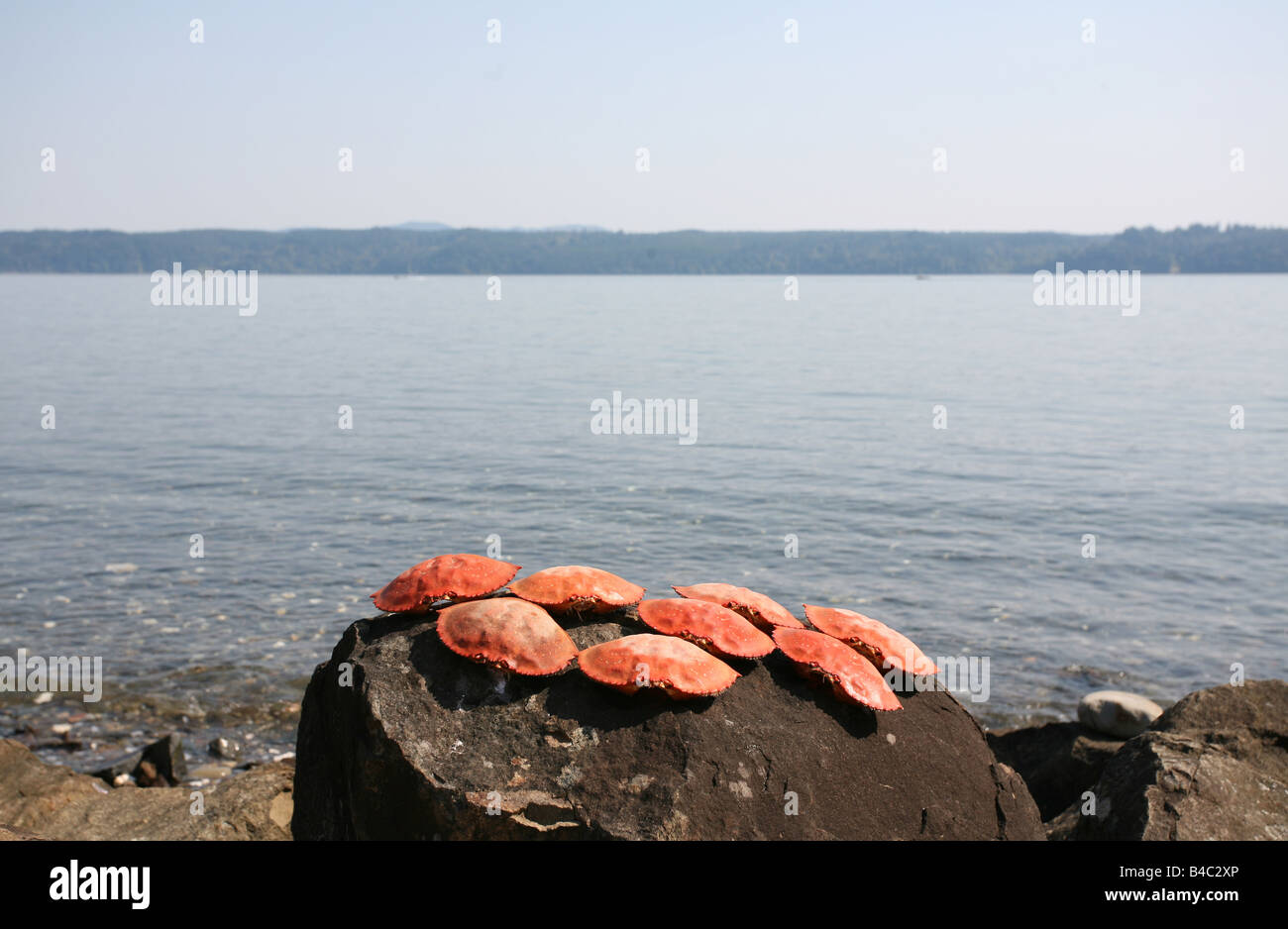 crab shells on rock with ocean in back ground Stock Photo - Alamy