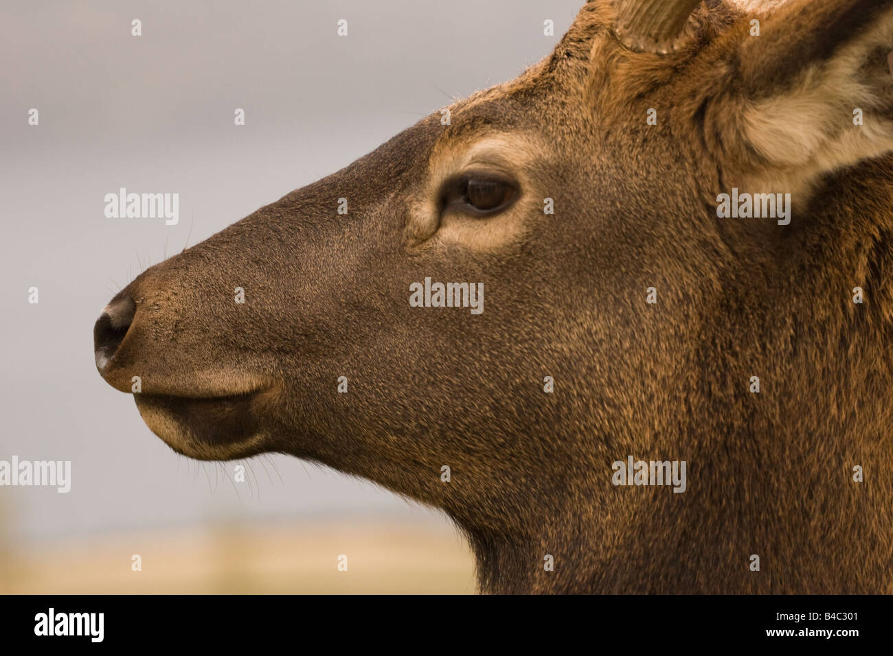 Side portrait of Elk Stock Photo - Alamy