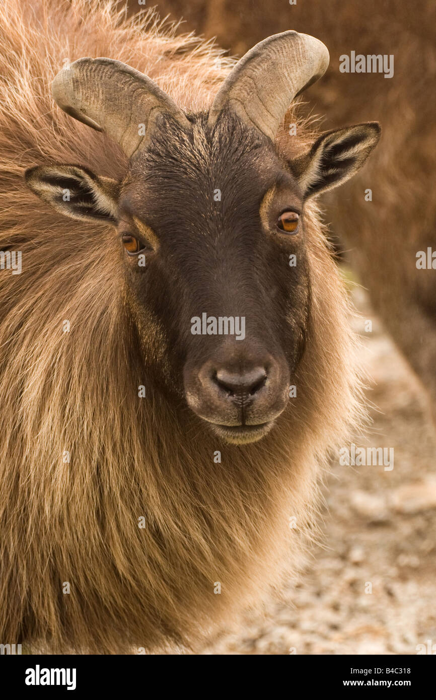 Portrait of Himalayan tahr Stock Photo - Alamy