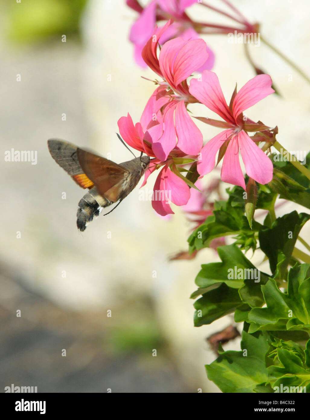 Hummingbird Hawk-moth (Macroglossum stellatarum) feeding from flower ...