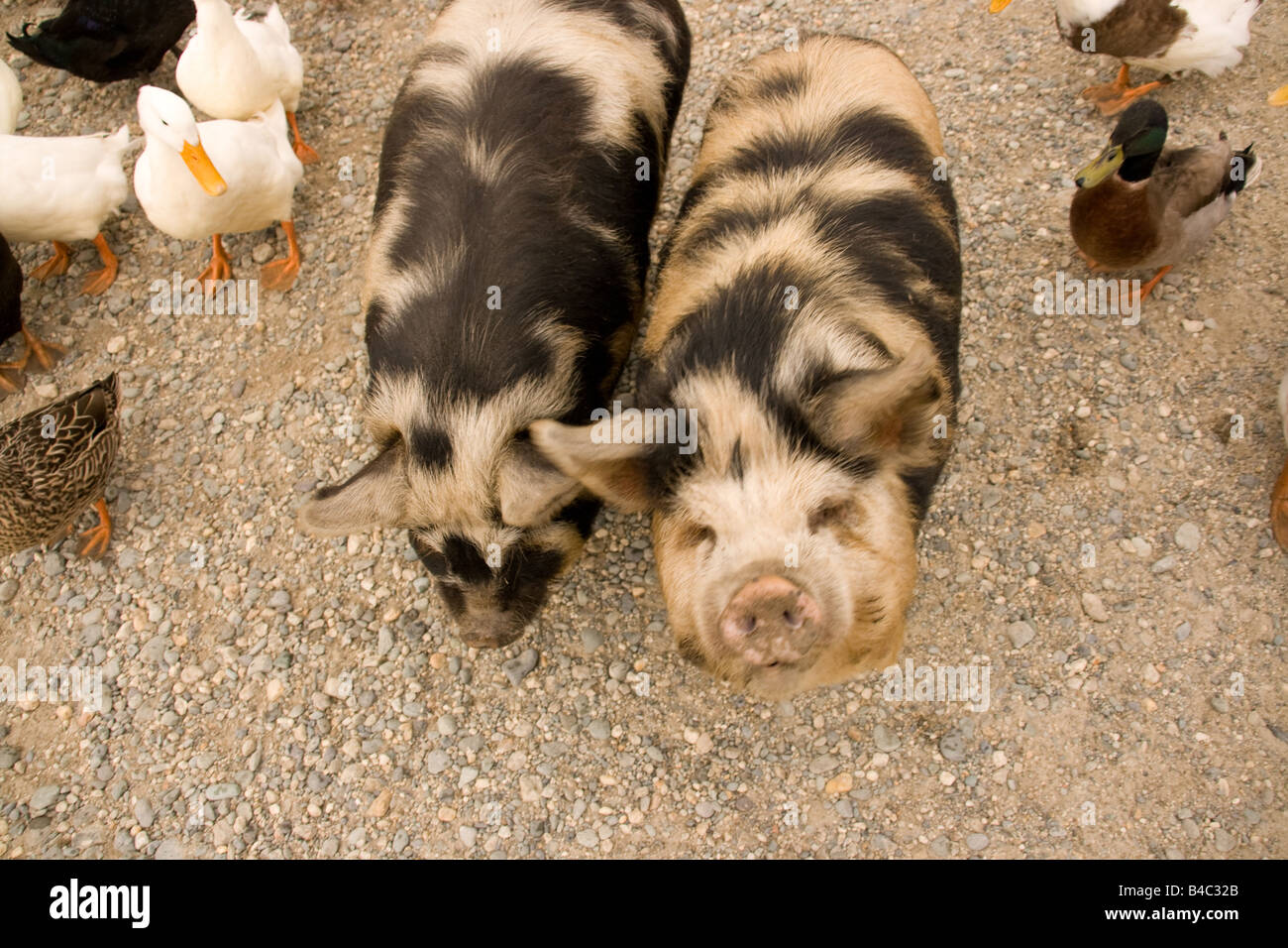 Two expectant pigs in a barnyard edging out ducks for food Stock Photo ...