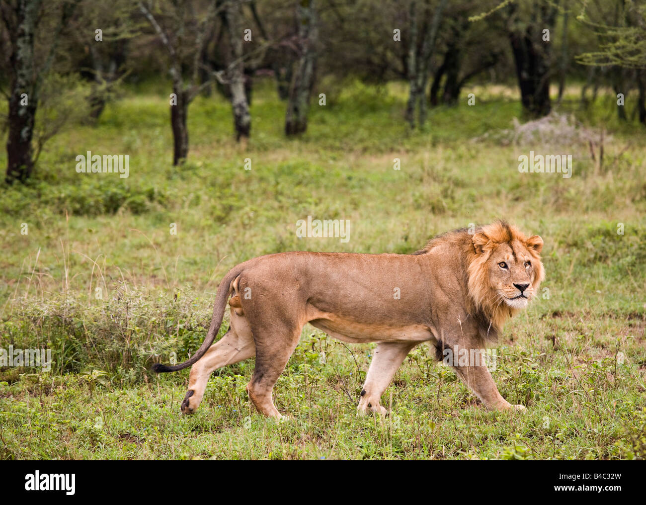 Male lion (Panthera leo Stock Photo - Alamy
