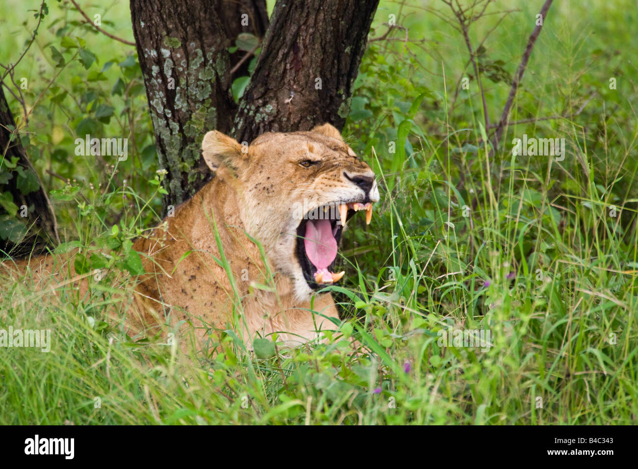 Lioness showing teeth Stock Photo - Alamy