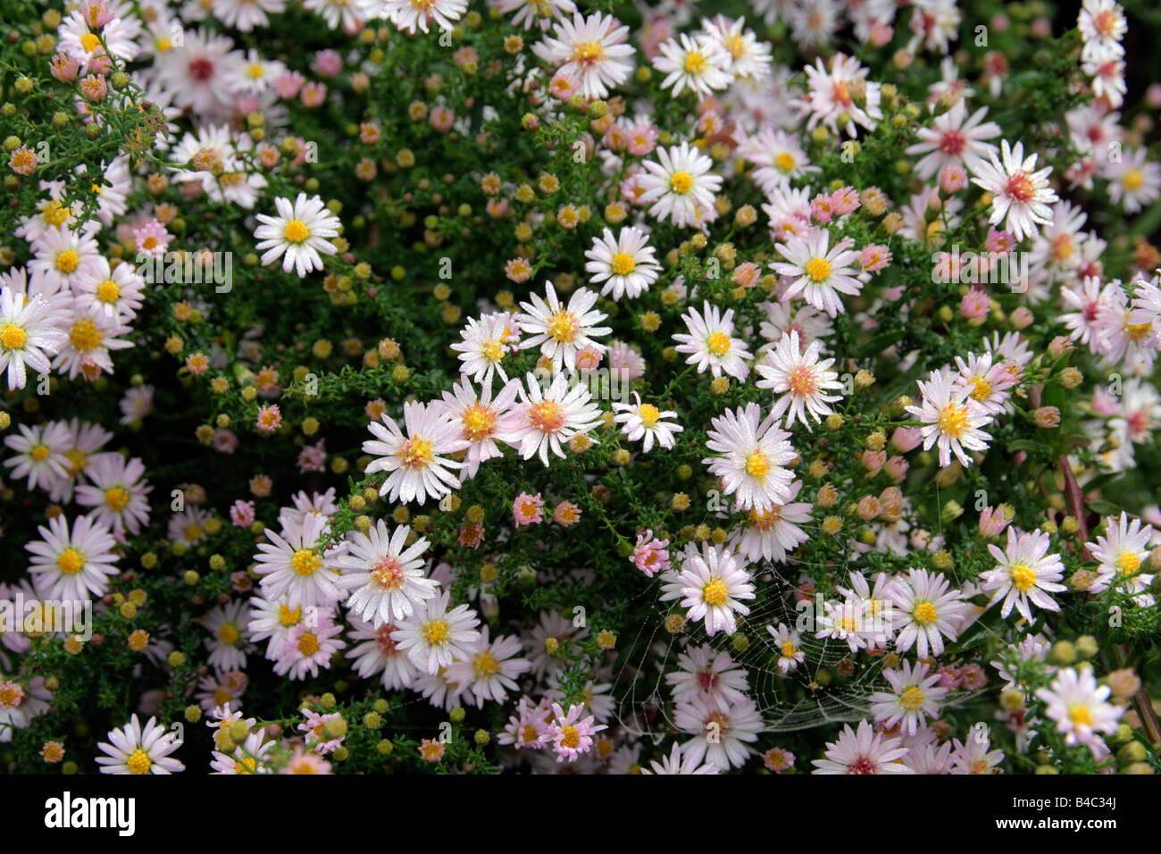 ASTER ERICOIDES ESTHER Stock Photo - Alamy