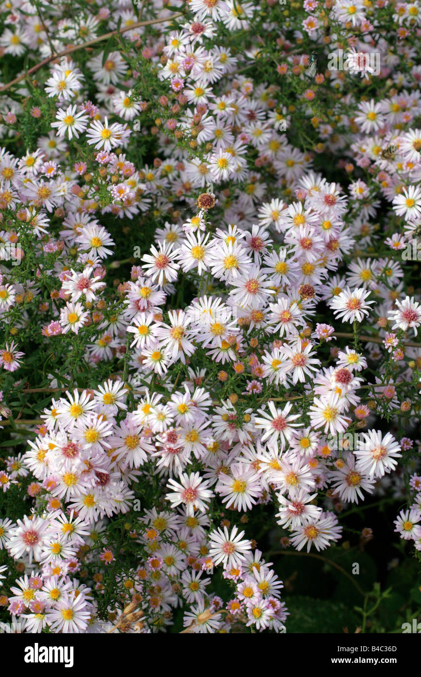 Autumn fall daisy september october aster ericoides rosy veil hi-res ...