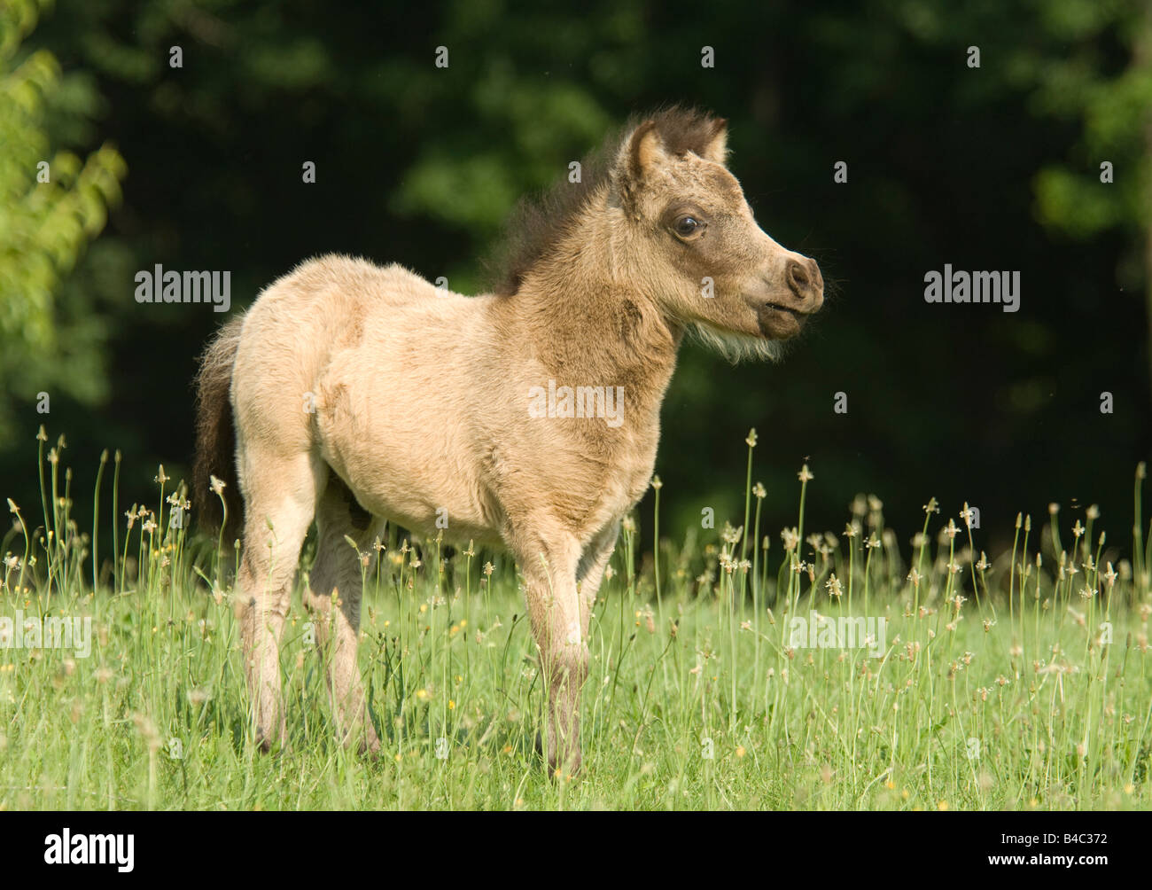 Miniature horse foal Stock Photo - Alamy