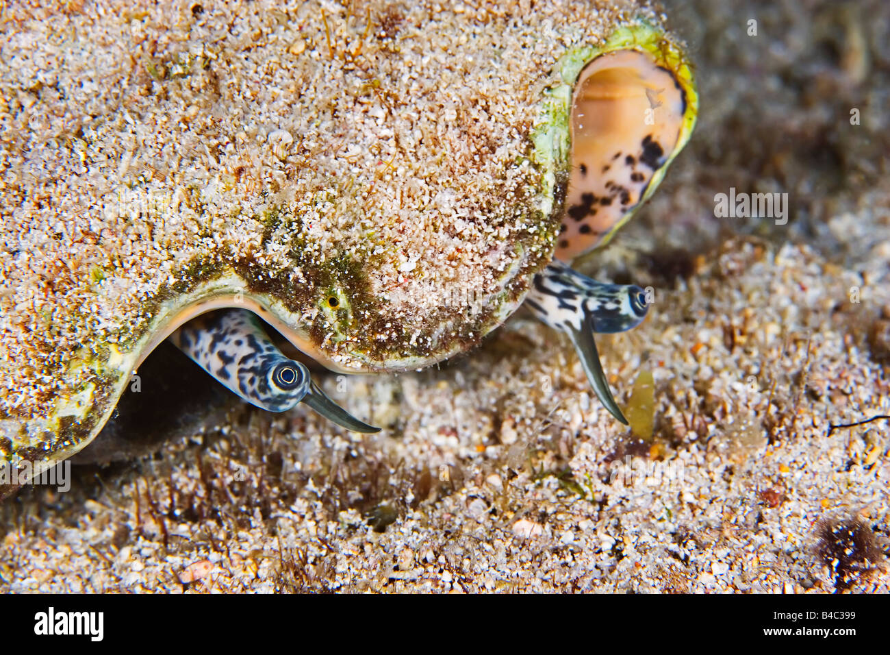 Eyes and tentacles of Queen or Pink Conch Strombus gigas Sugar Wreck ...