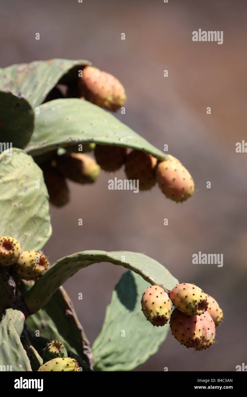 Beles fruit hi-res stock photography and images - Alamy