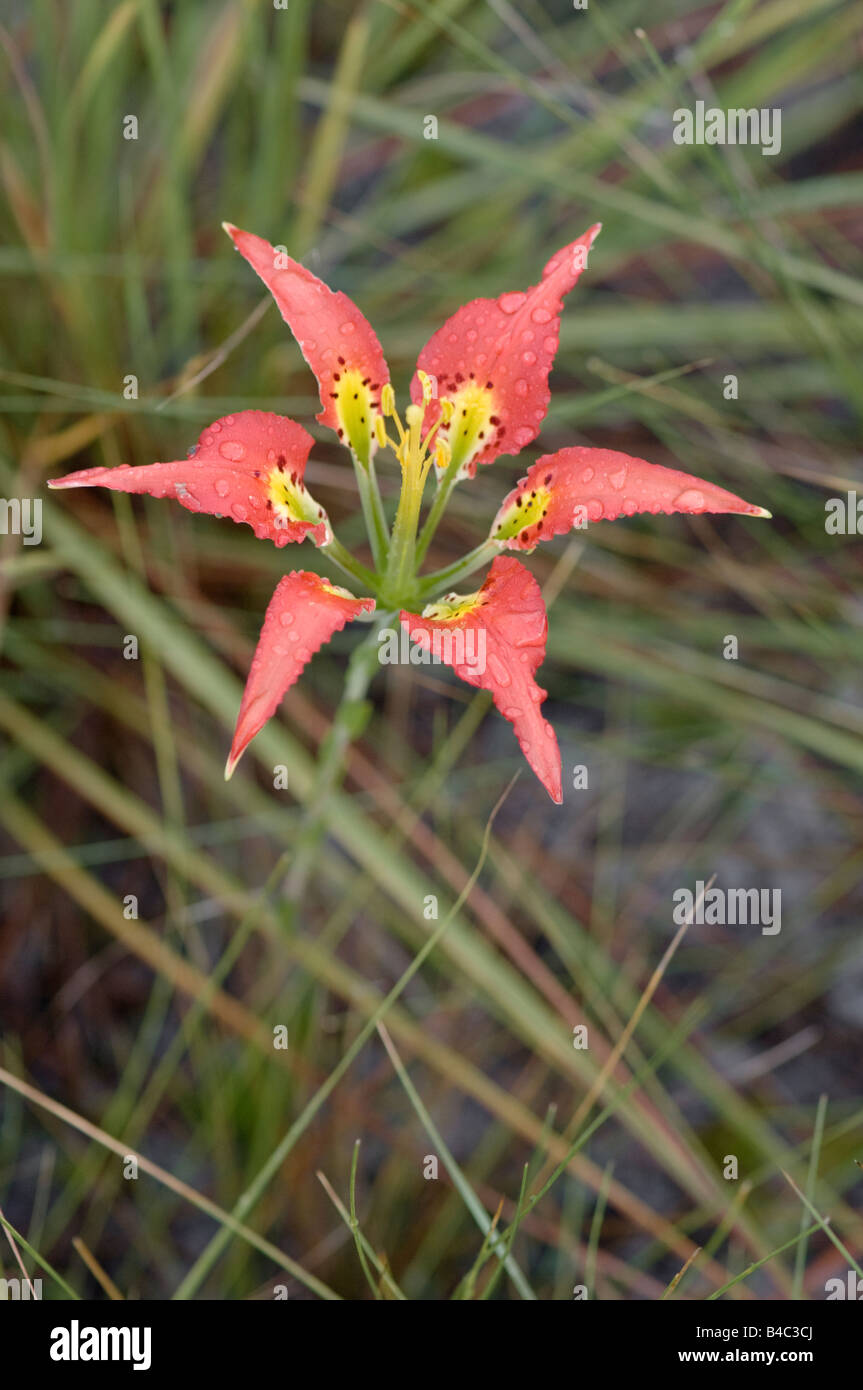 Catesbys lily hi-res stock photography and images - Alamy