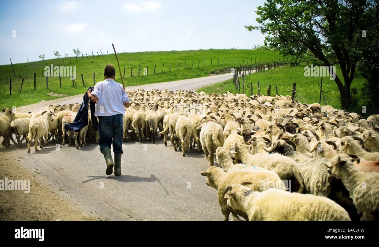 Traditional farming shepherd with his sheep herd Stock Photo - Alamy