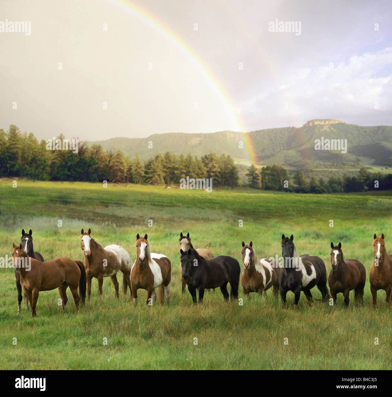 Herd of horses on range near Pagosa Springs, Colorado Stock Photo - Alamy