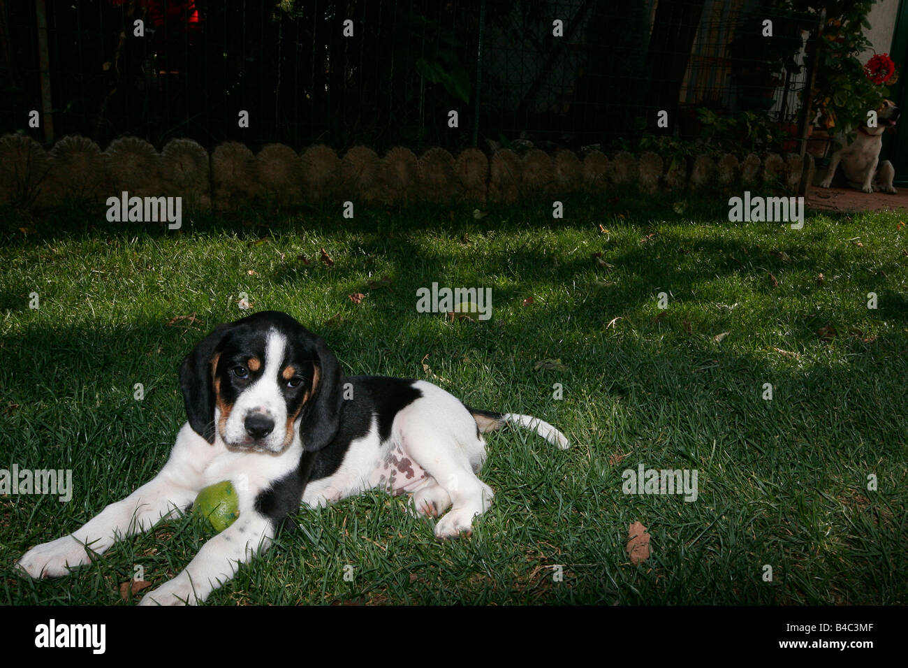 Beagle garden hi-res stock photography and images - Alamy