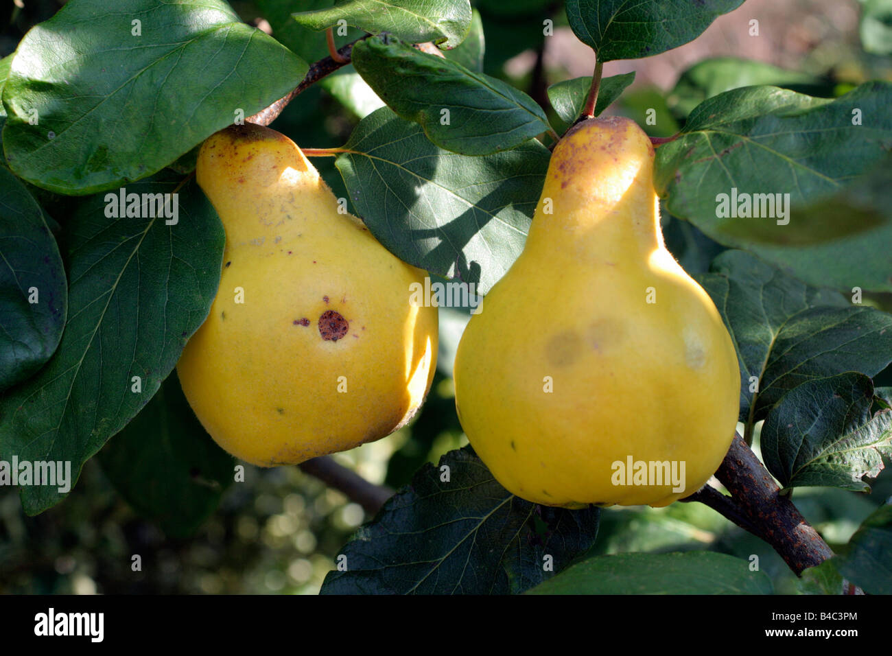 Prolific tree hi-res stock photography and images - Alamy