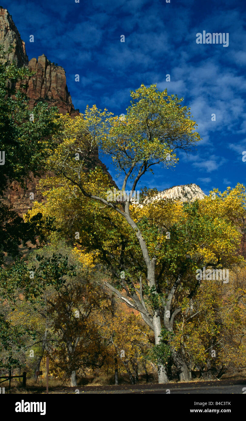 Zion fall colours hi-res stock photography and images - Alamy
