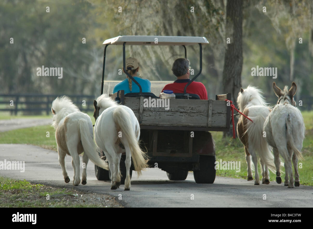 Miniature Donkey Cart