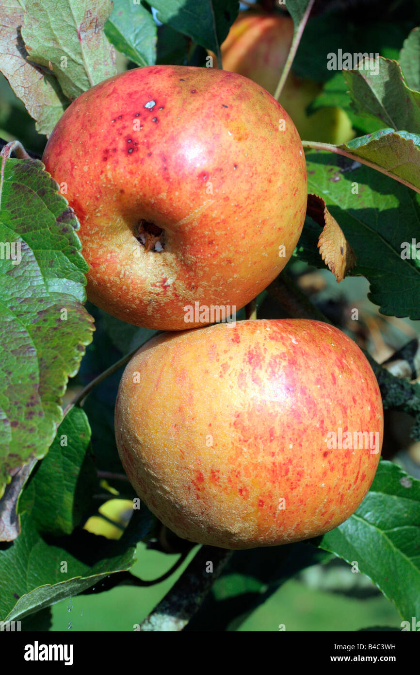 Malus domestica eating apple sunset ripe hi-res stock photography and ...