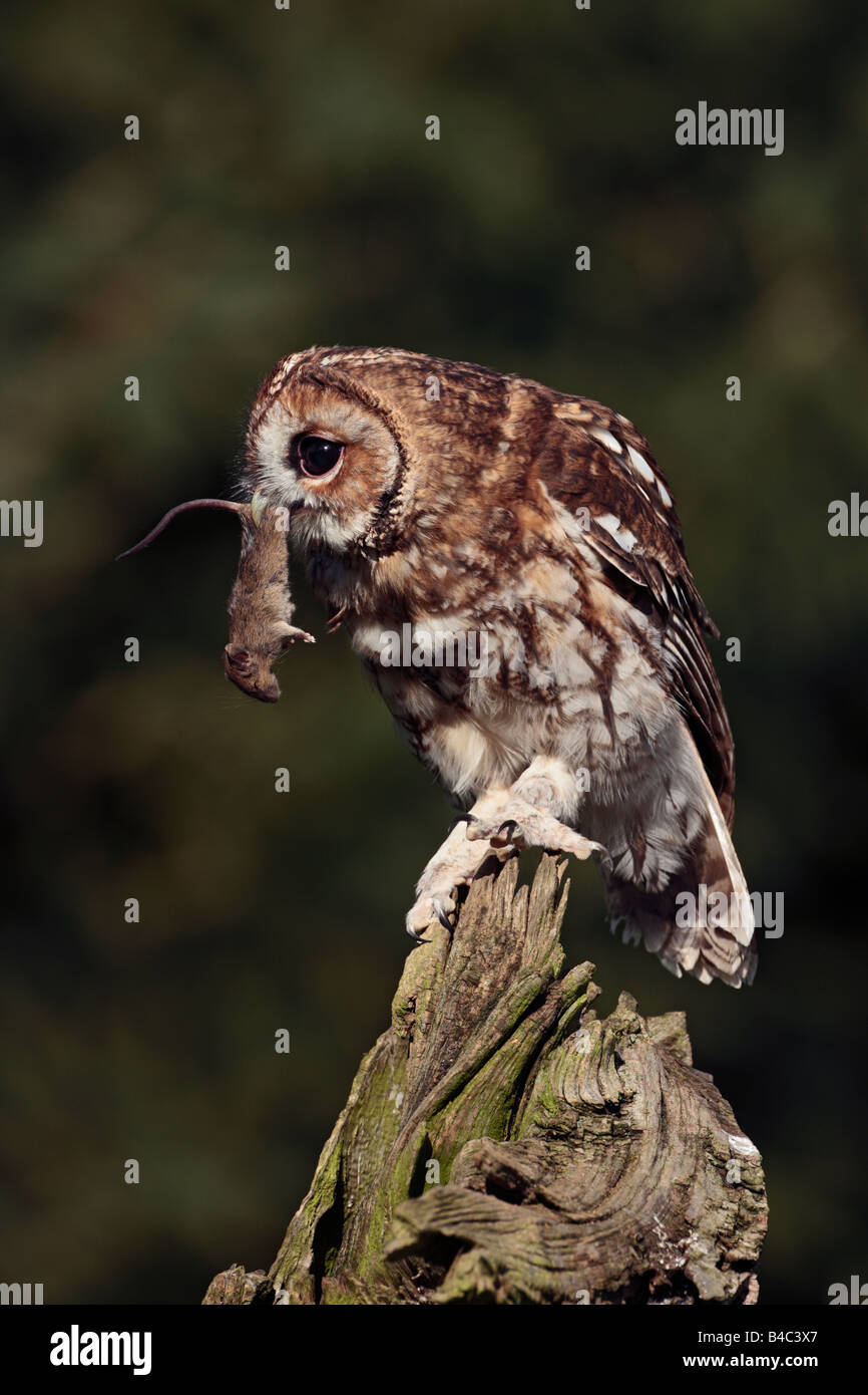 Owl mouse beak hi-res stock photography and images - Alamy