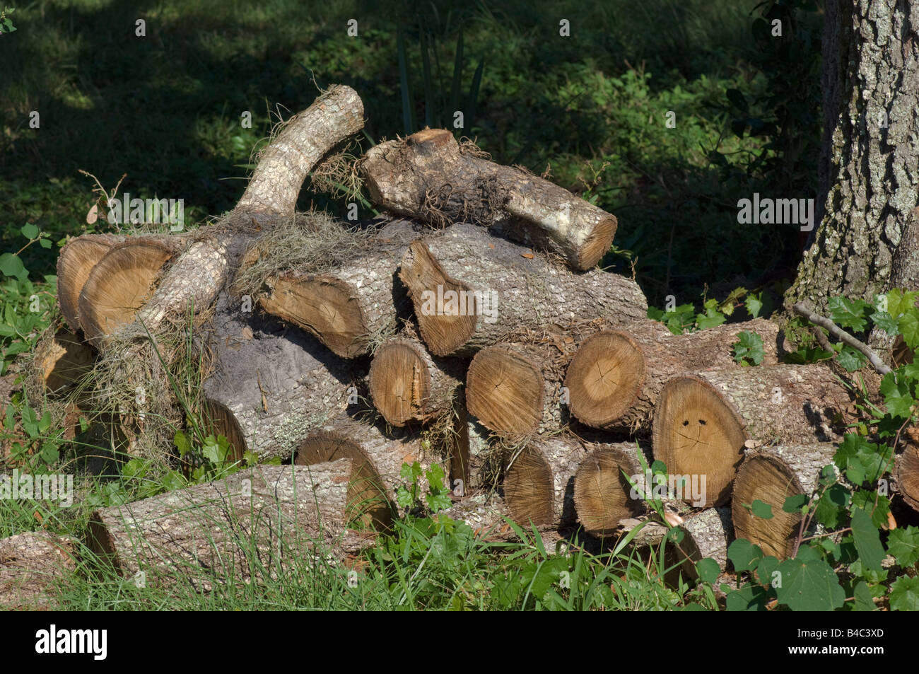 wood pile at base of oak tree Stock Photo - Alamy