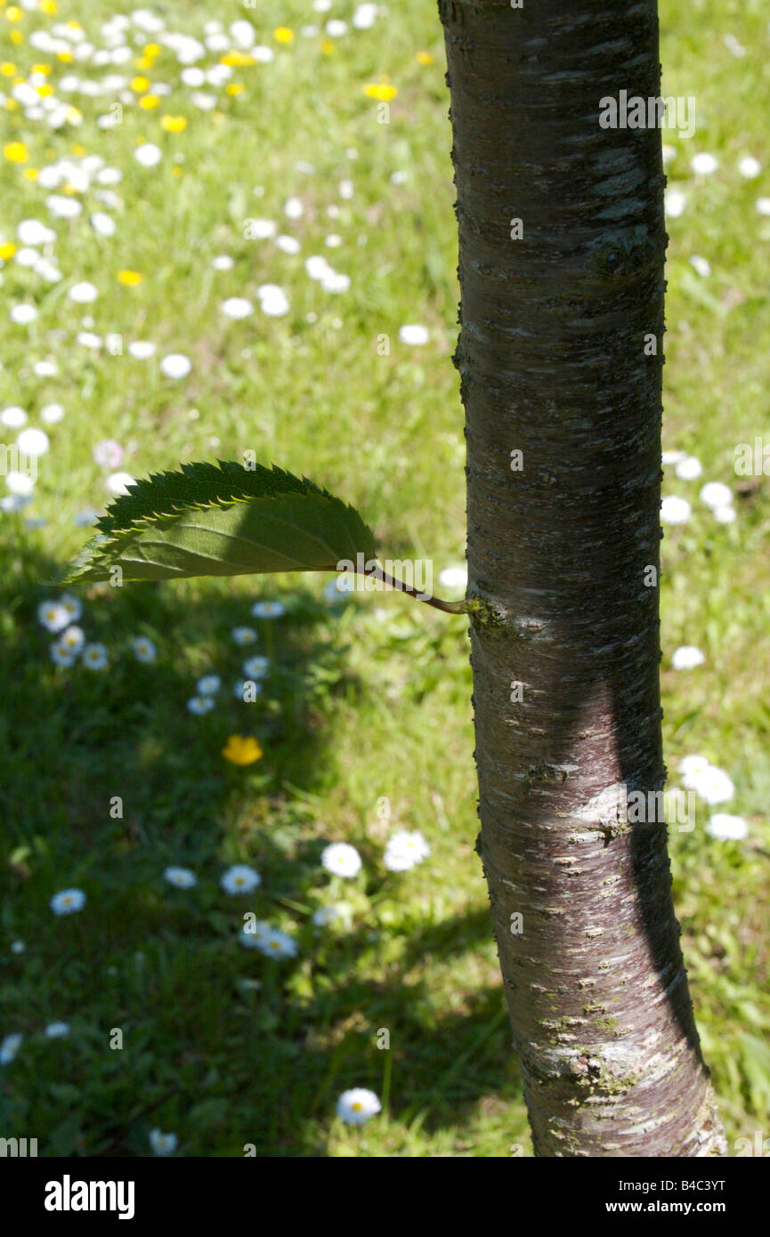 Single leaf growing from side of Cherry blossom tree Stock Photo - Alamy