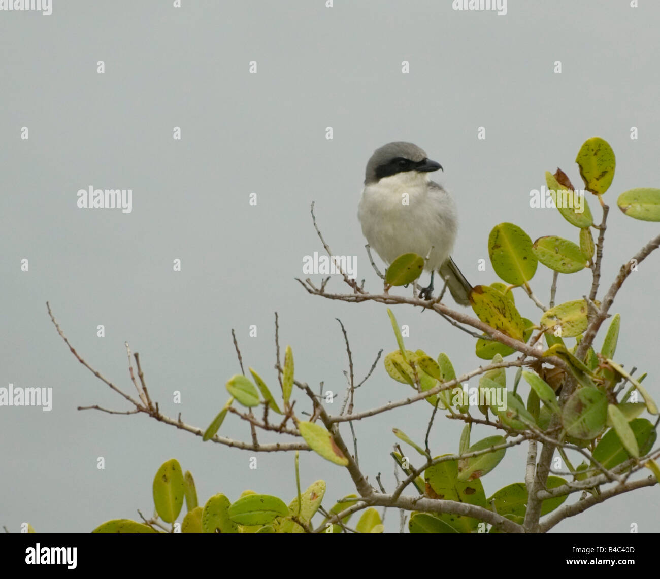 Loggerhead Shrike perched Stock Photo - Alamy