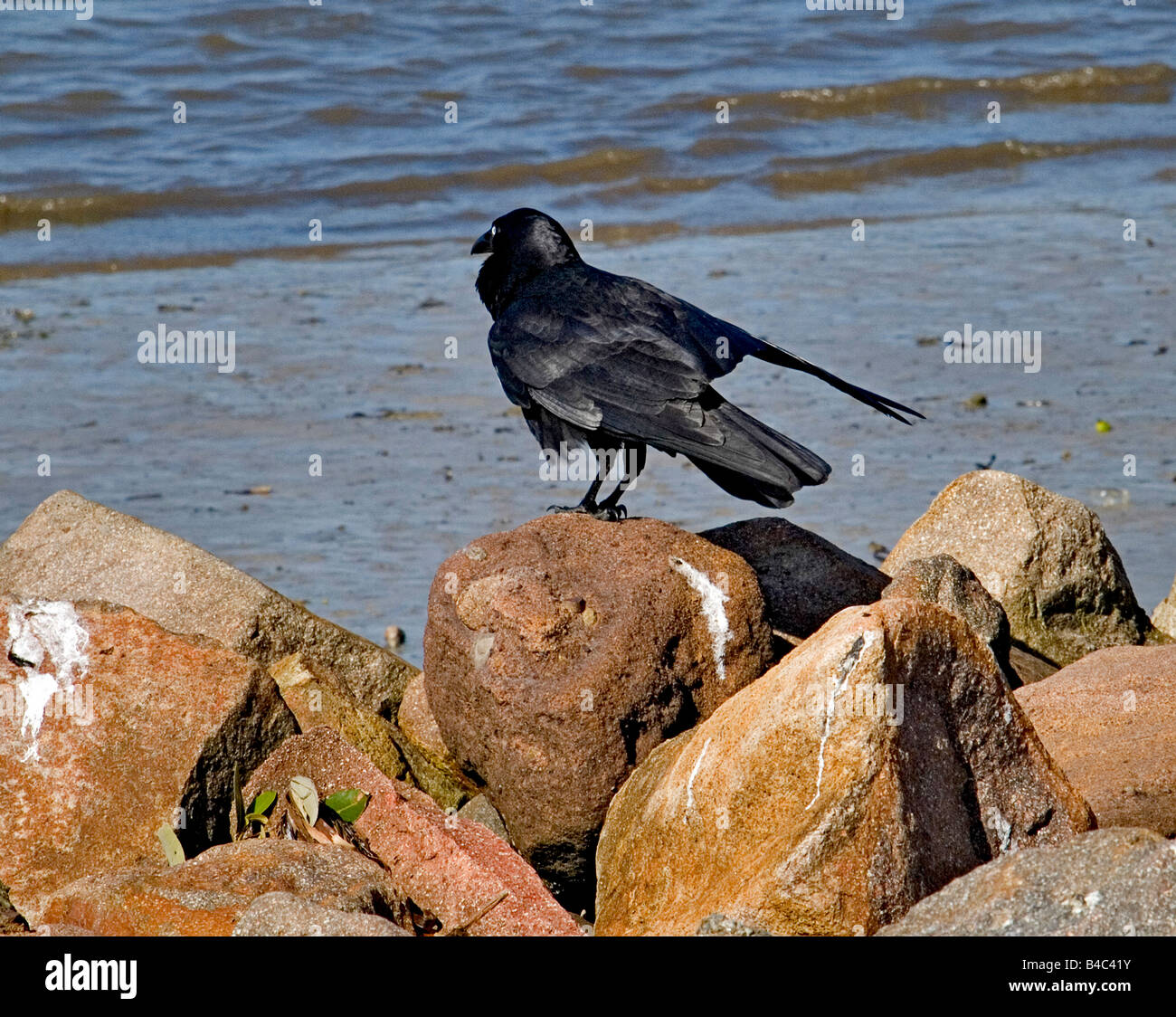Australian raven corvus coronoides hi-res stock photography and images ...