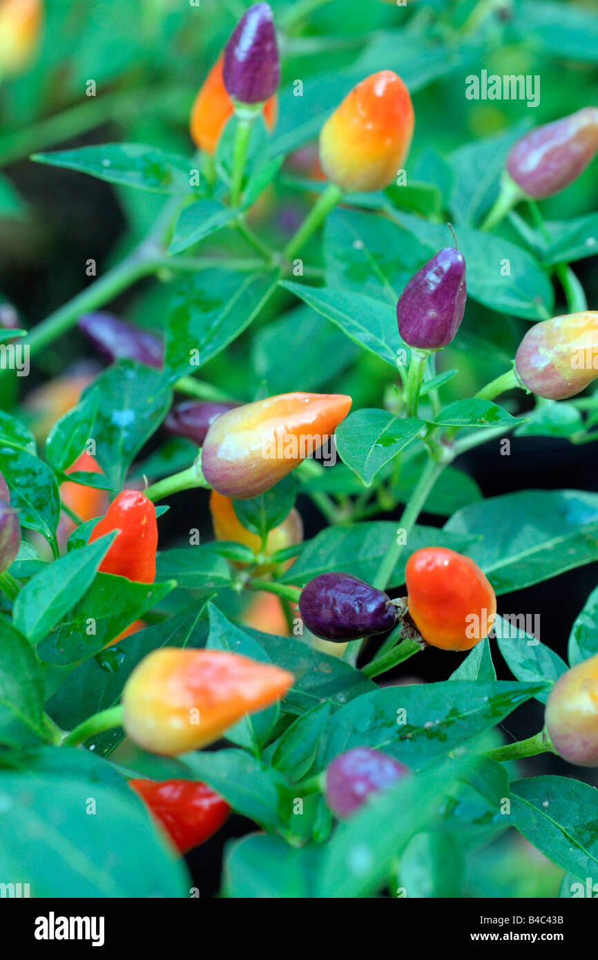 CAPSICUM CHILLI NUMEX TWILIGHT Stock Photo - Alamy