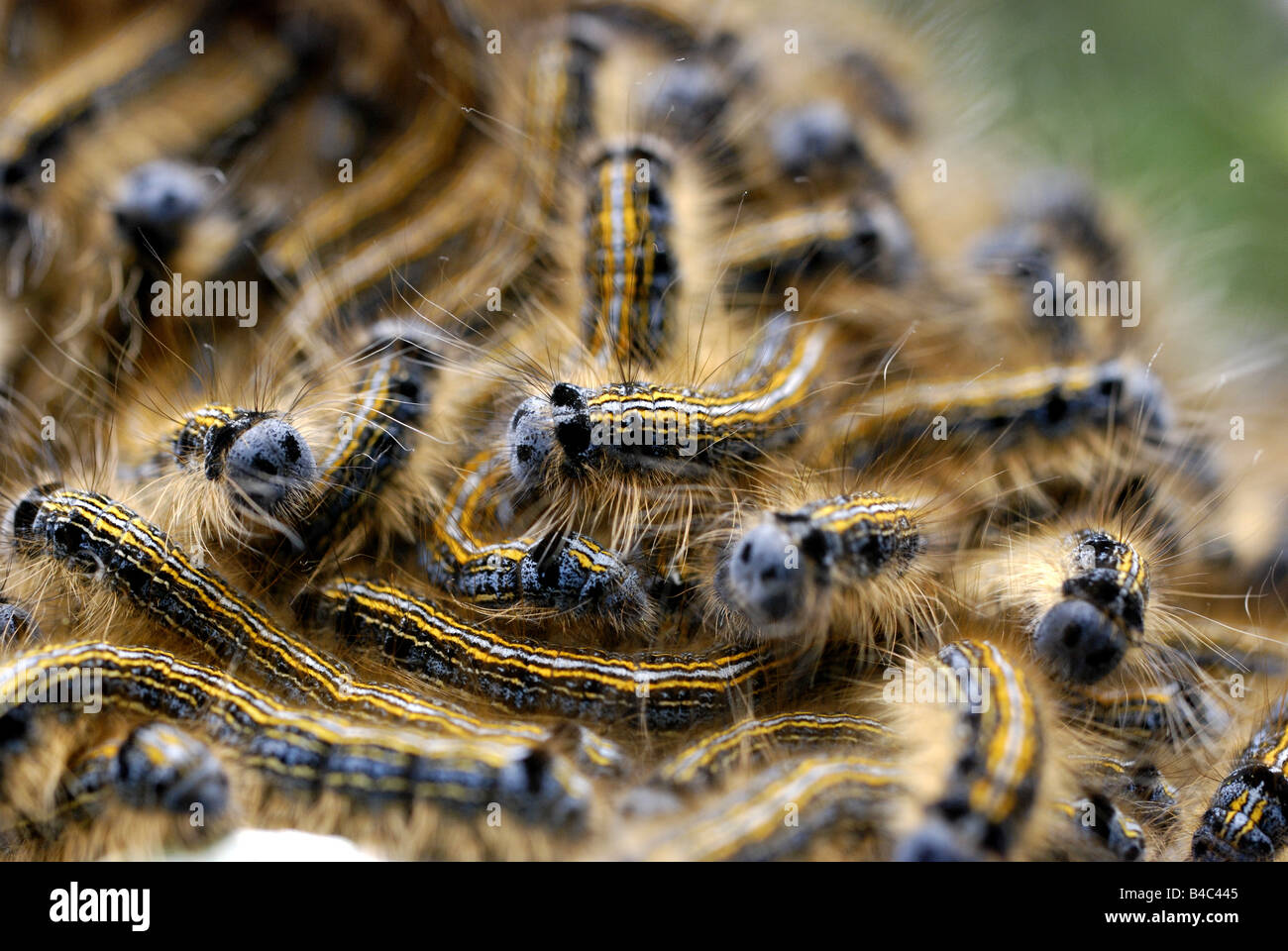Lackey moth malacosoma neustria hi-res stock photography and images - Alamy