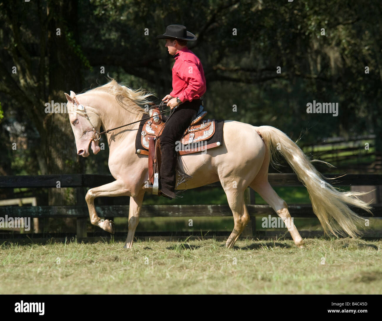 Male rider in western costuyme riding Cremello Morgan Horse stallion ...