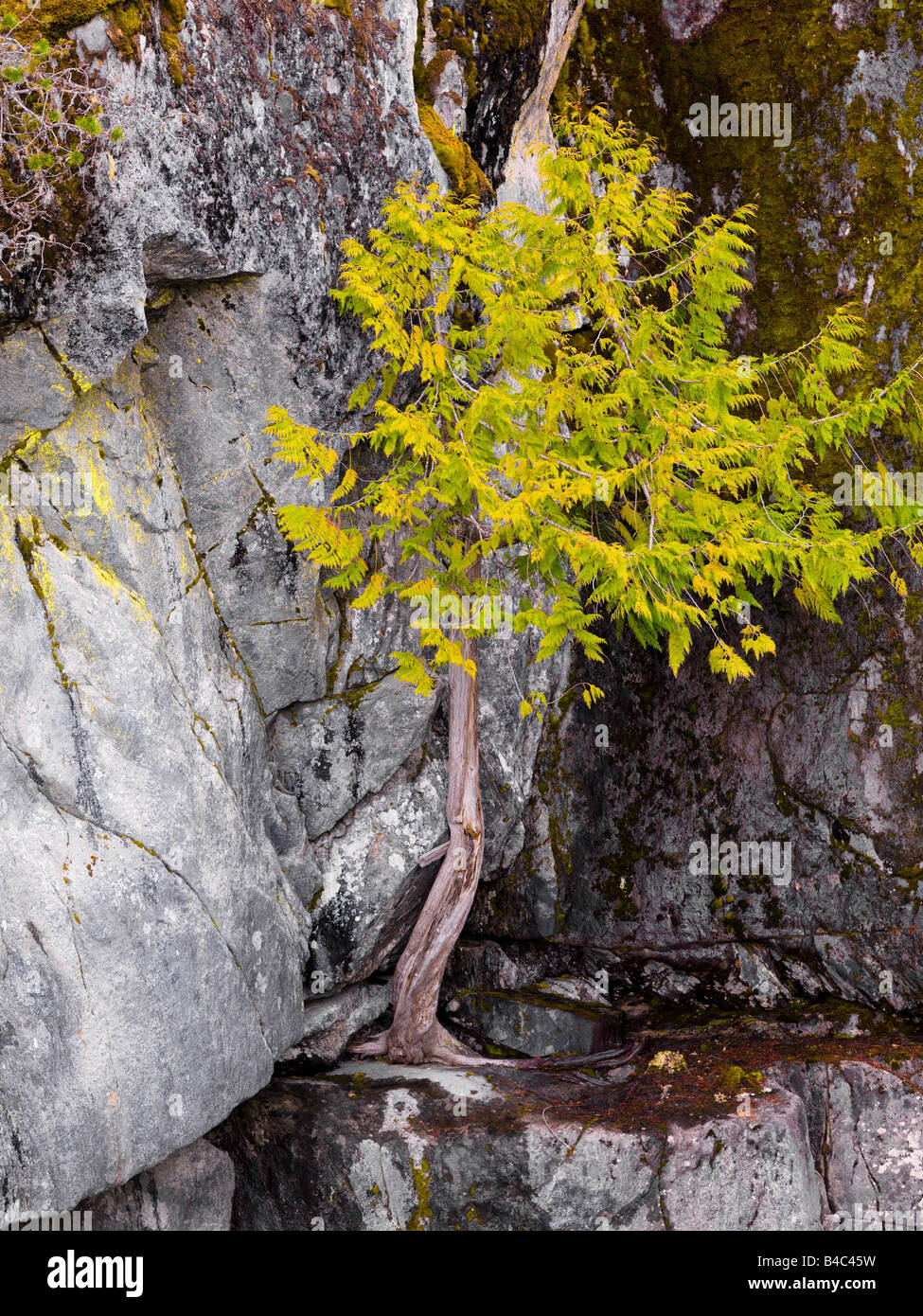 Cracked rock tree hi-res stock photography and images - Alamy