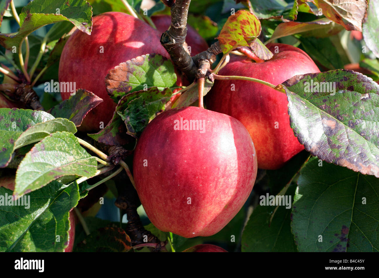 Malus domestica saturn hi-res stock photography and images - Alamy