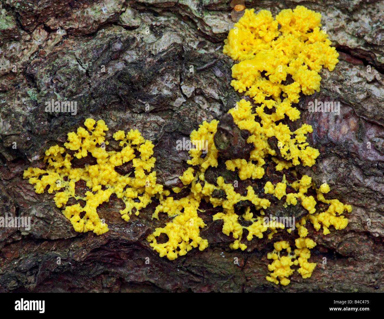 Fungi bisporella citrina hi-res stock photography and images - Alamy