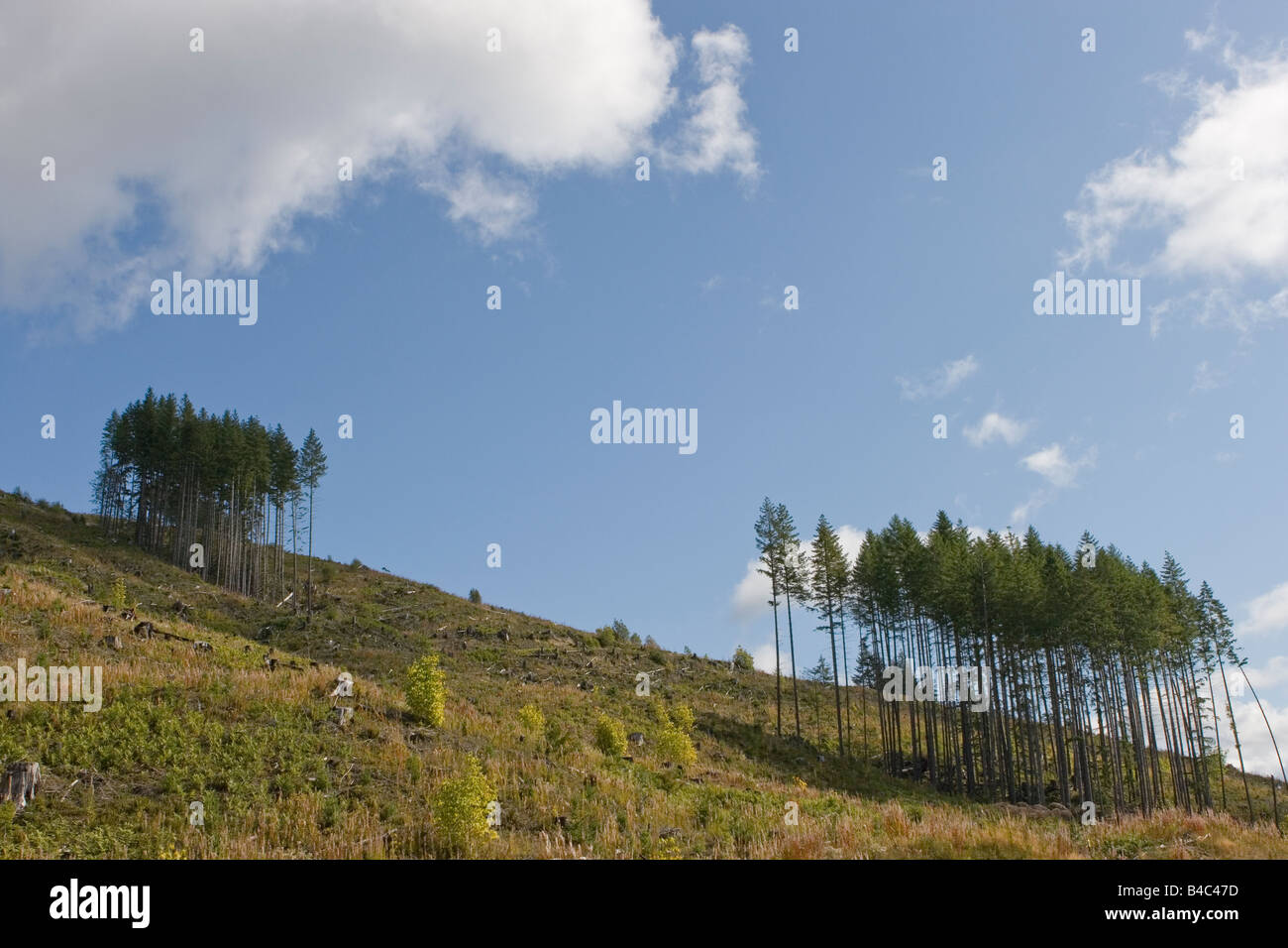Logging industry clear cutting a hillside of pristine forest on the ...