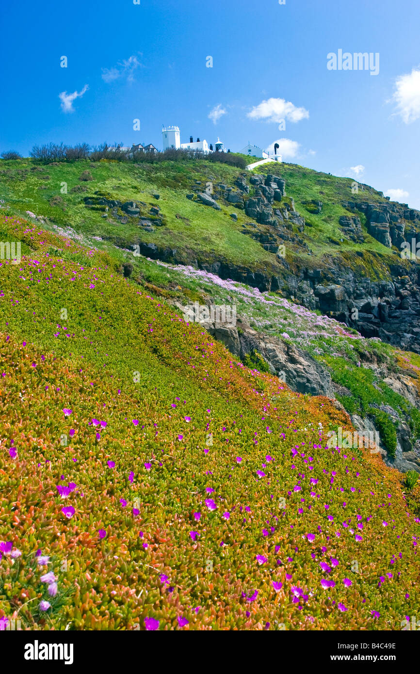 Spring flowers on the cliffs at Lizard Point Cornwall United Kingdom ...