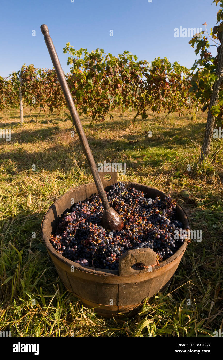 Mashing in hi-res stock photography and images - Alamy