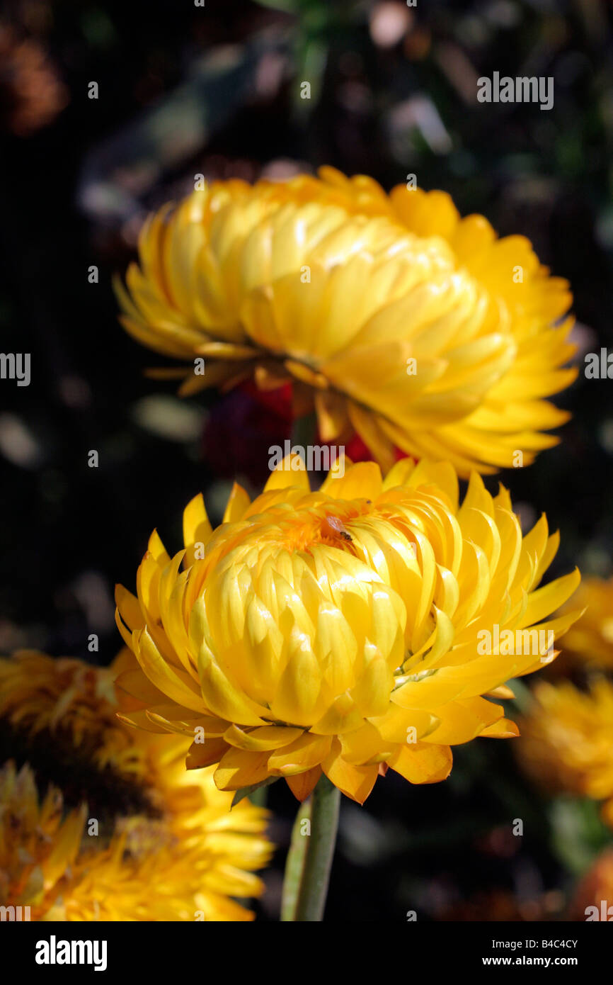 Helichrysum bracteatum monstrosum straw everlasting flower annual ...