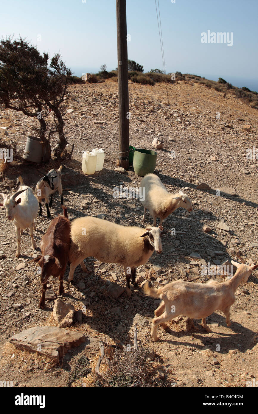 Goats in Crete Stock Photo - Alamy