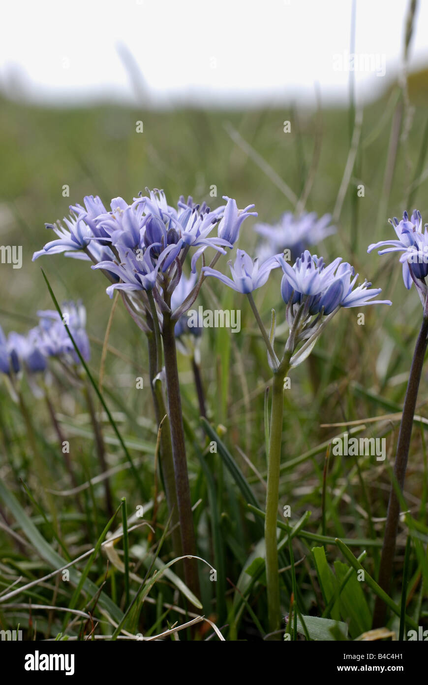 Spring squill hi-res stock photography and images - Alamy