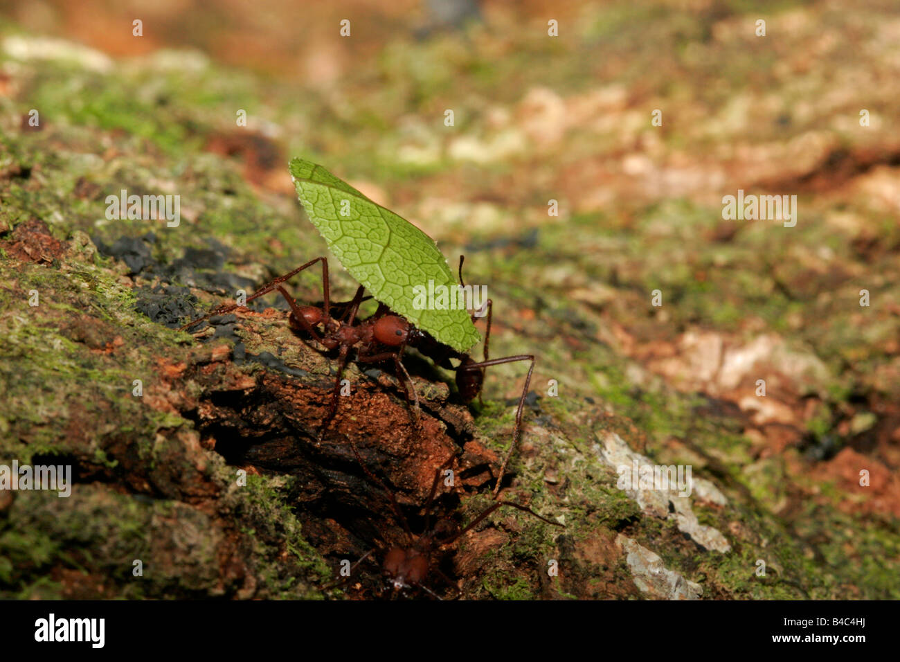 Leaf Cutter Ant Atta sp single adult carrying leaf Taken April Atlantic ...